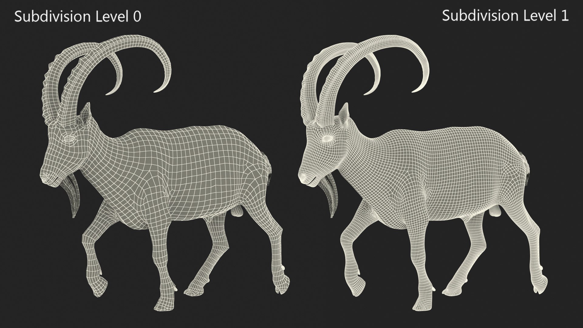 Alpine Ibex In Walking Pose Fur Model - TurboSquid 2219811