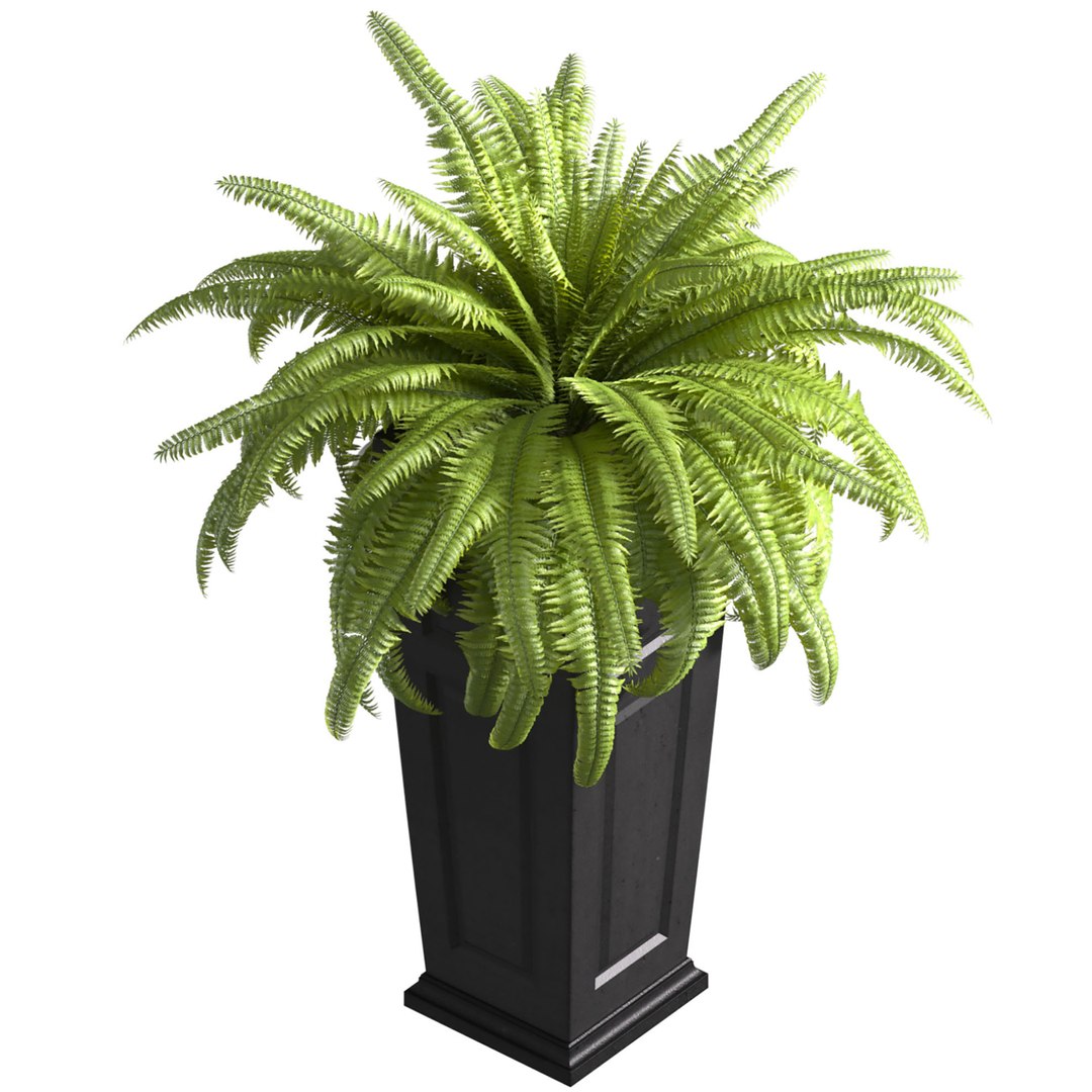 Boston Fern in a ArtDeco flowerpot Plant Front Entrance Patio 3D model ...