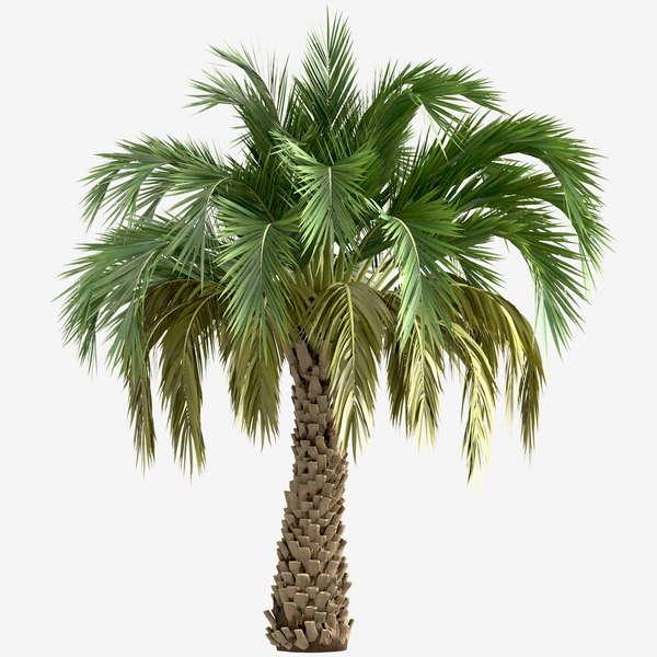 modelo 3d Set of Butia Capitata or Palmier jeleu Tree - 4 Trees ...