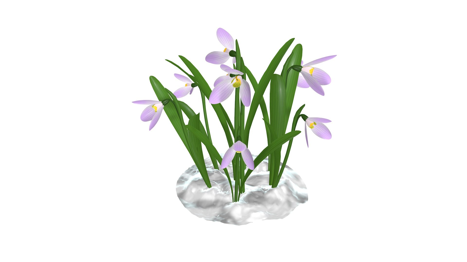 Snowdrops Spring Flowers Pink 3D - TurboSquid 2329411