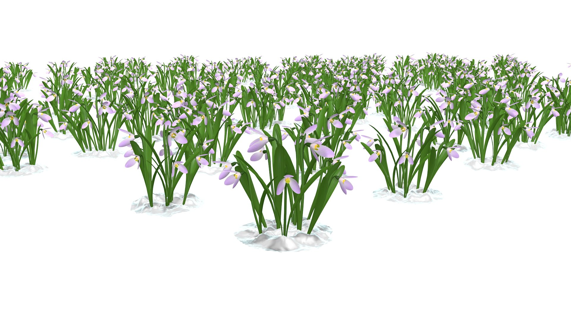 Snowdrops Spring Flowers Pink 3D - TurboSquid 2329411