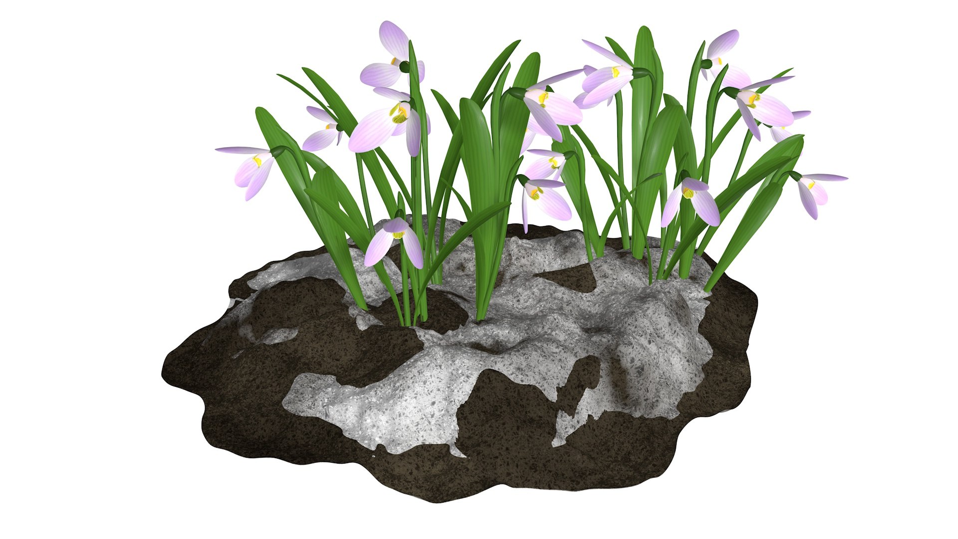 Snowdrops Spring Flowers Pink 3D - TurboSquid 2329411