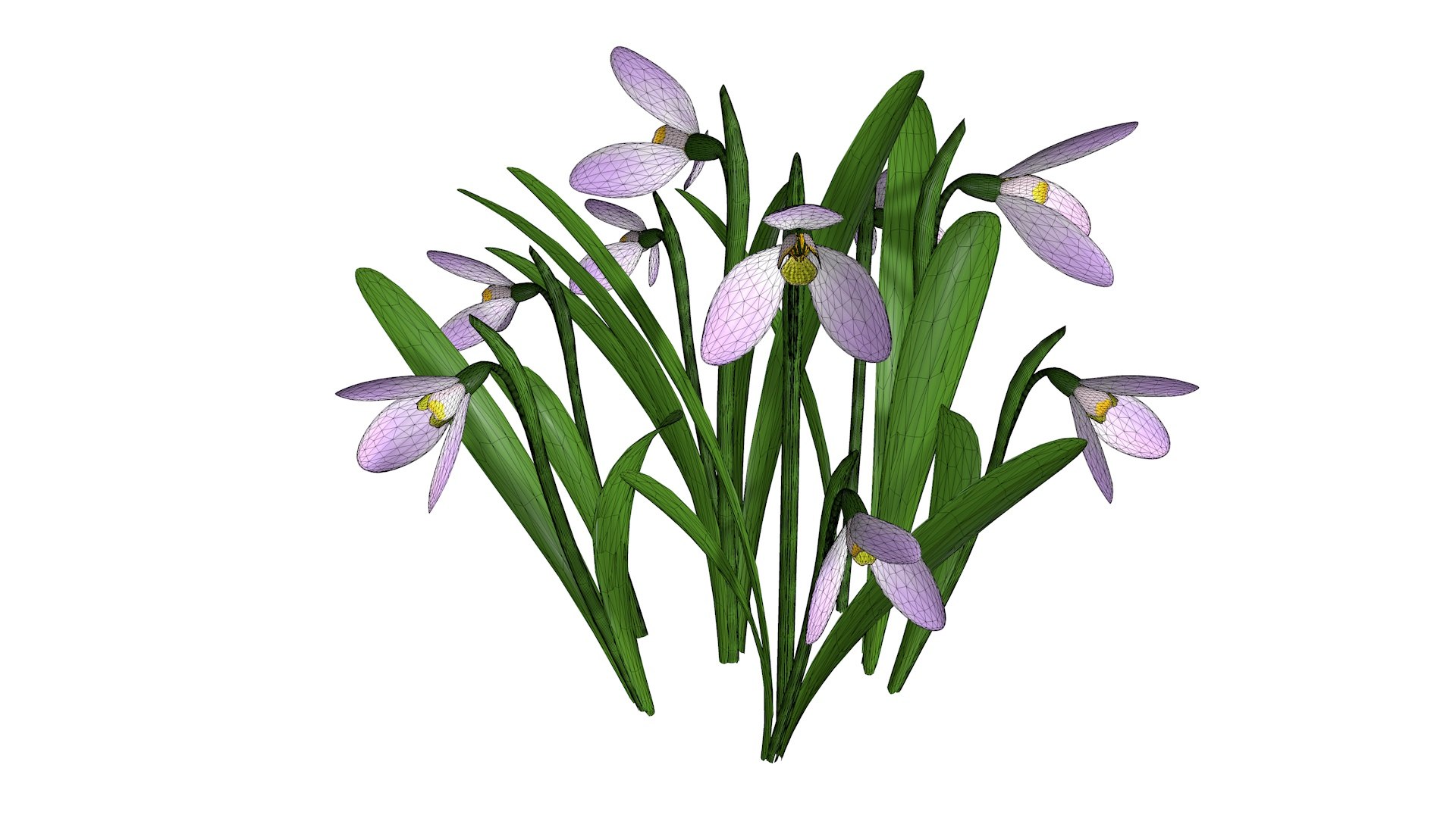Snowdrops Spring Flowers Pink 3D - TurboSquid 2329411