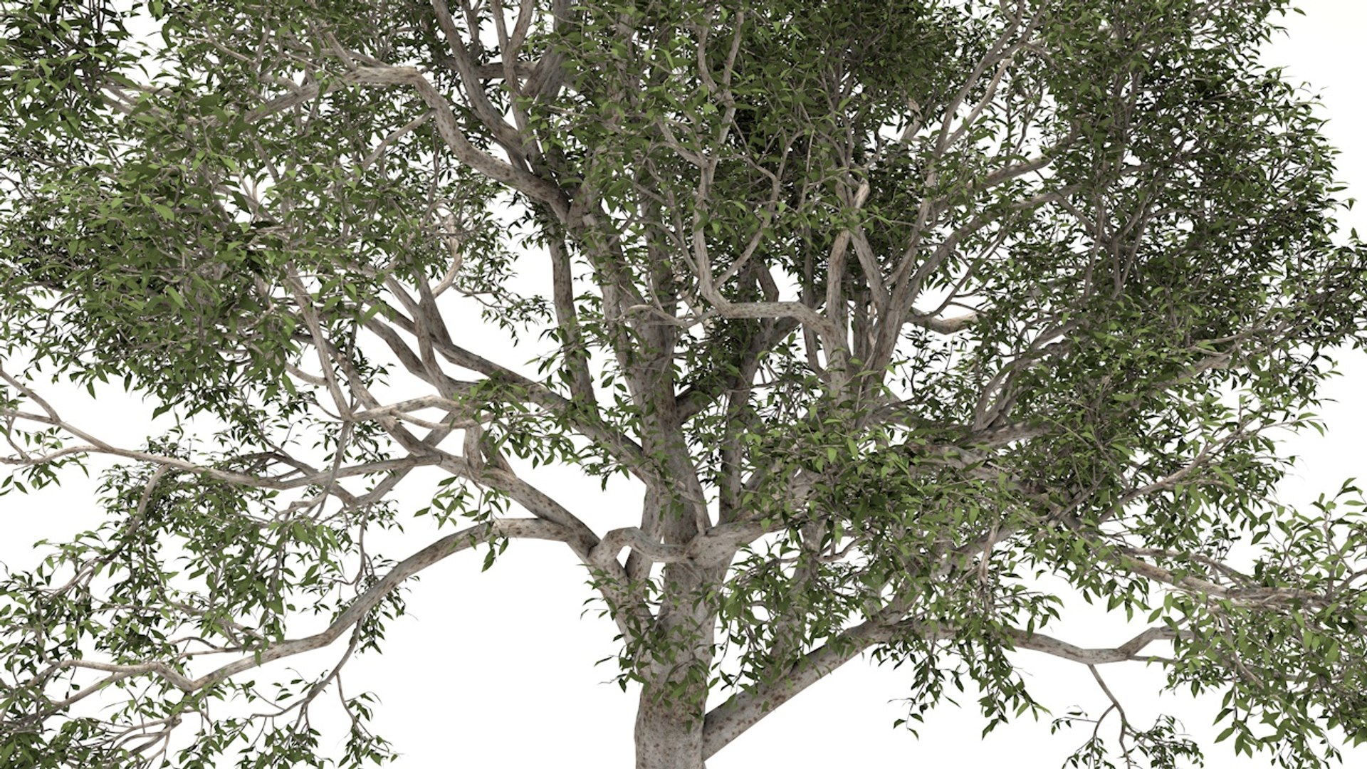 Sycamore Tree 3D - TurboSquid 1401160