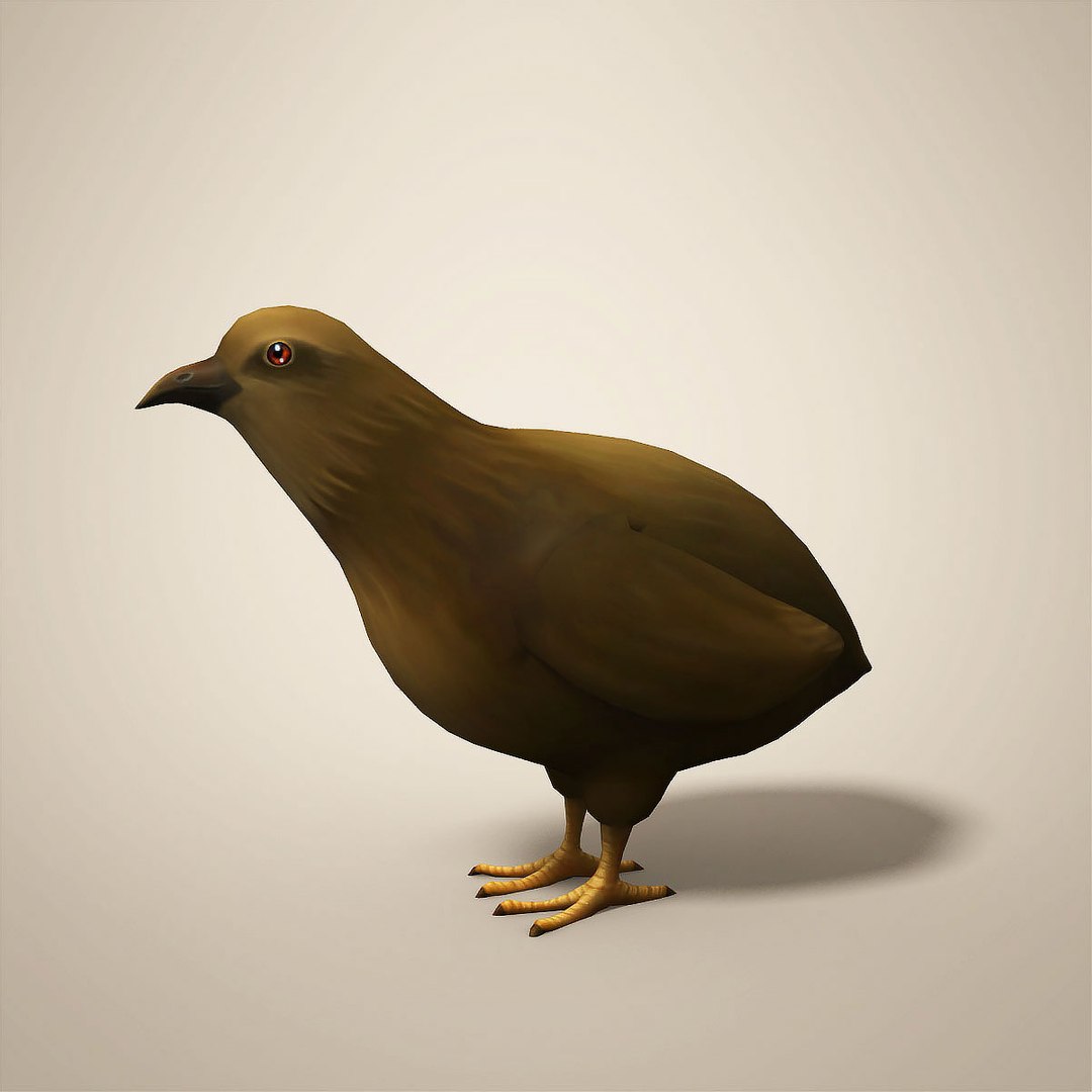 Cartoon quail 3D model - TurboSquid 1238328