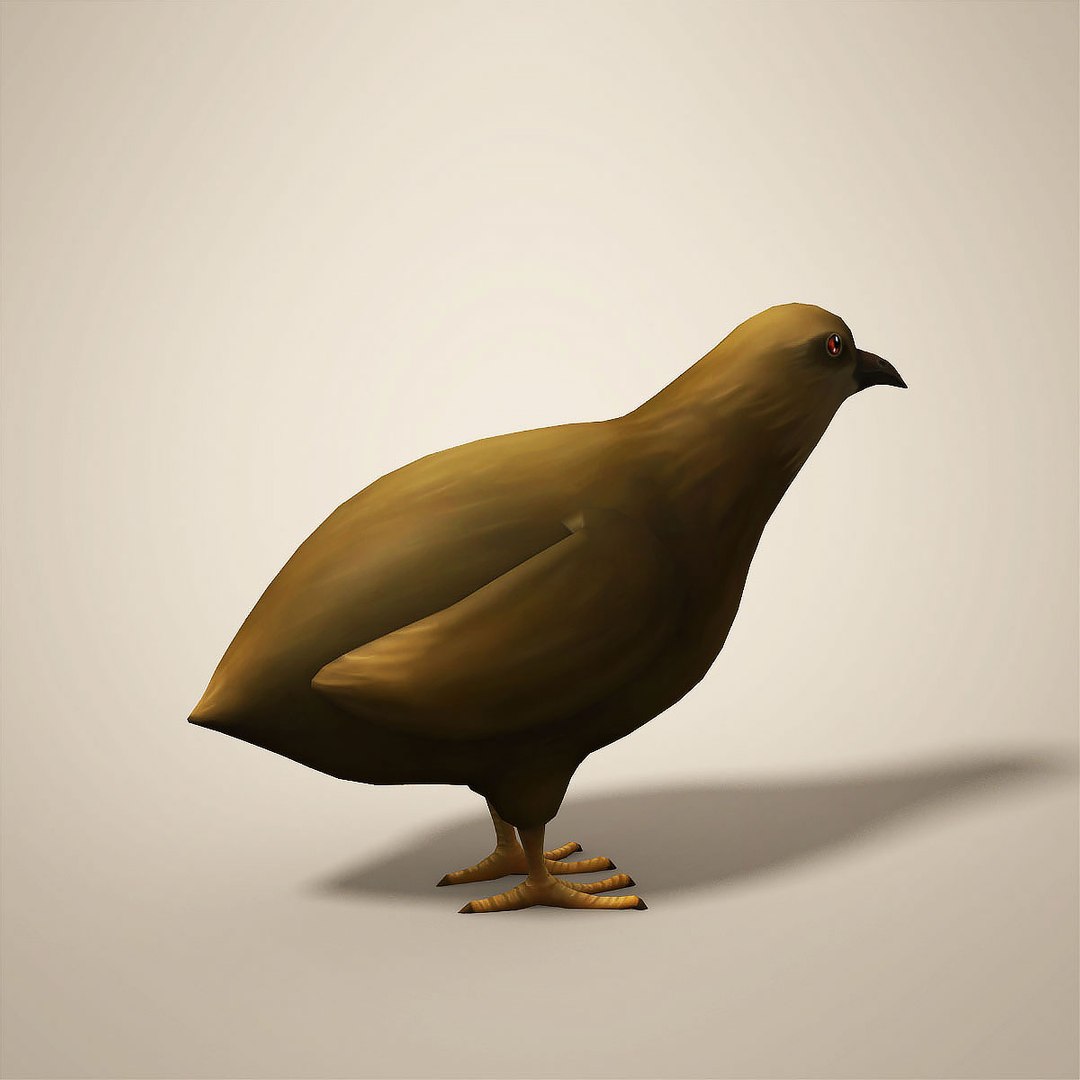 Cartoon quail 3D model - TurboSquid 1238328