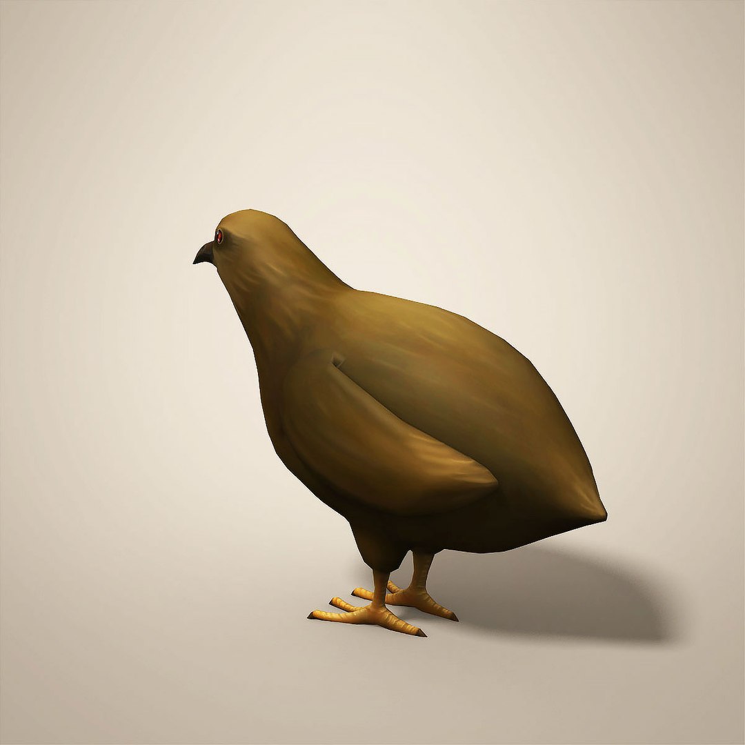 Cartoon quail 3D model - TurboSquid 1238328