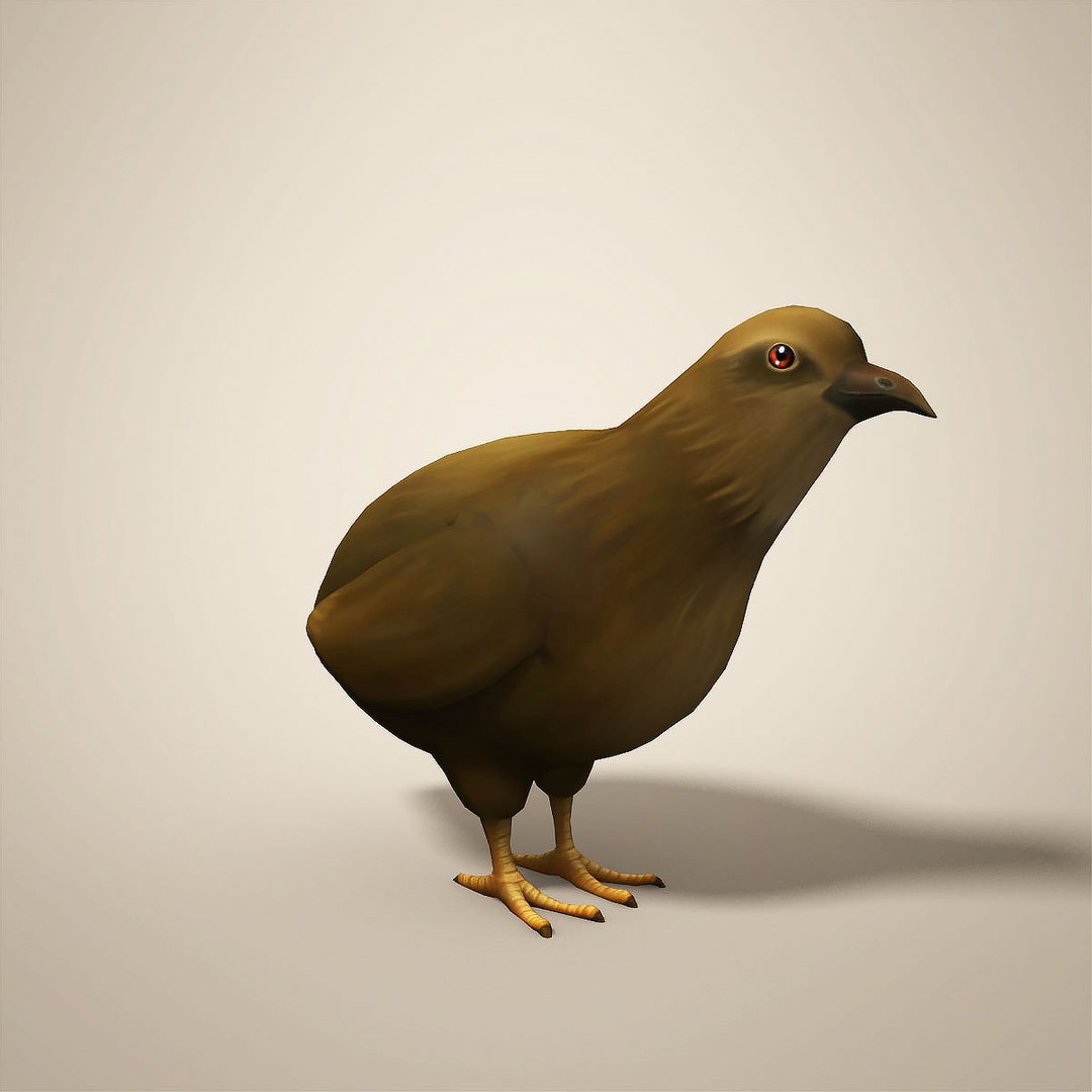 Cartoon quail 3D model - TurboSquid 1238328