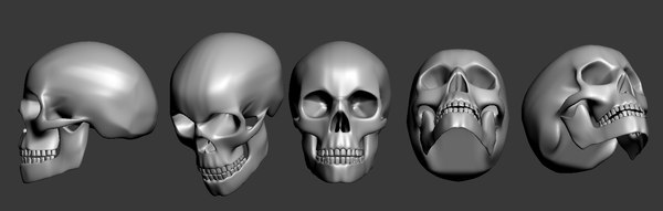 skull 3d model