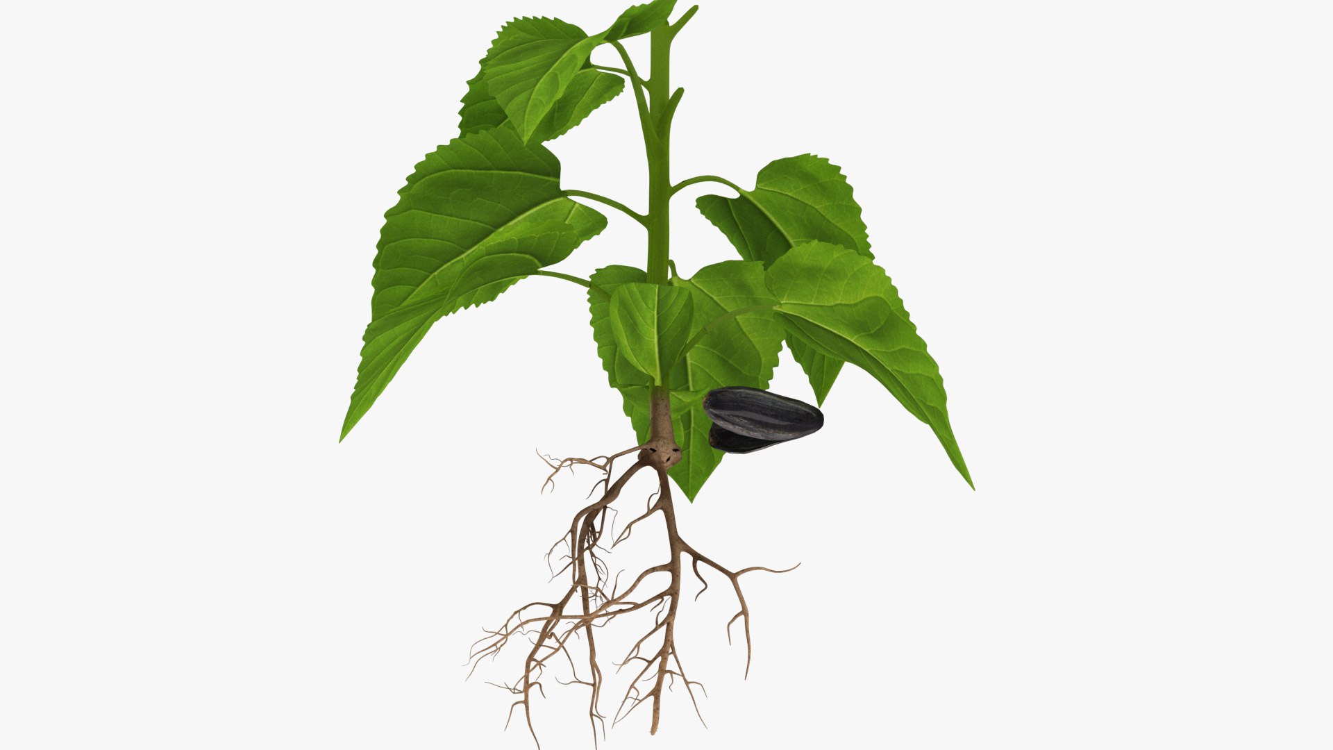 3D Plant Grow Rigged And Animated - TurboSquid 2387543