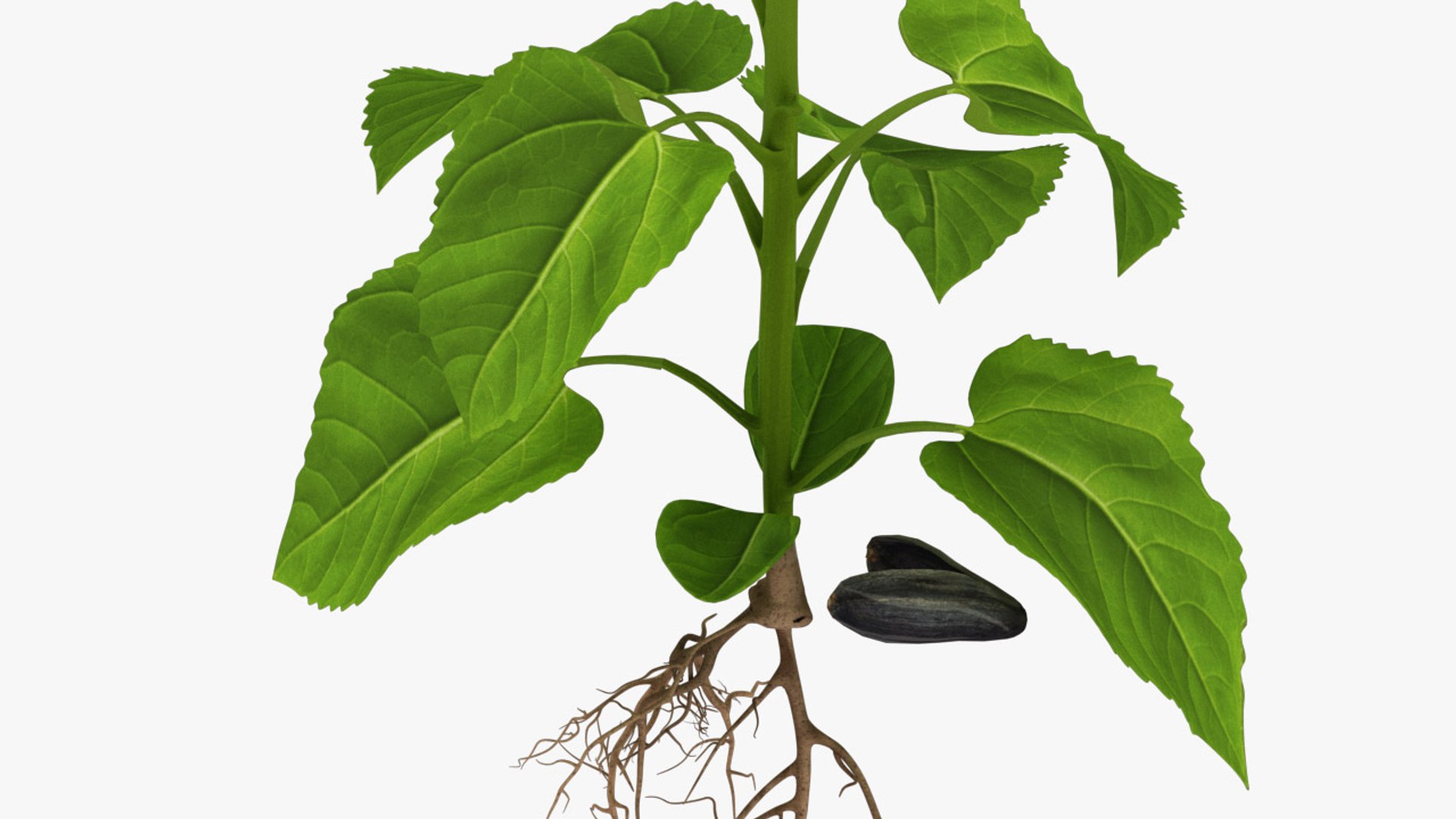 3D Plant Grow Rigged And Animated - TurboSquid 2387543