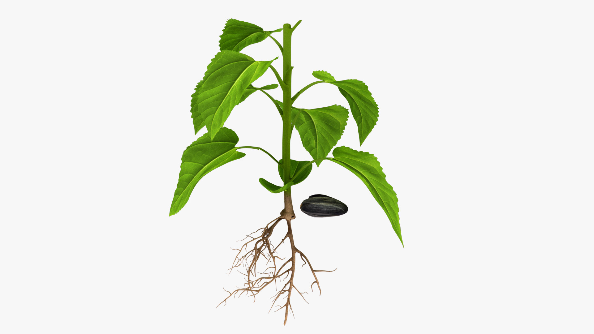 3D Plant Grow Rigged And Animated - TurboSquid 2387543