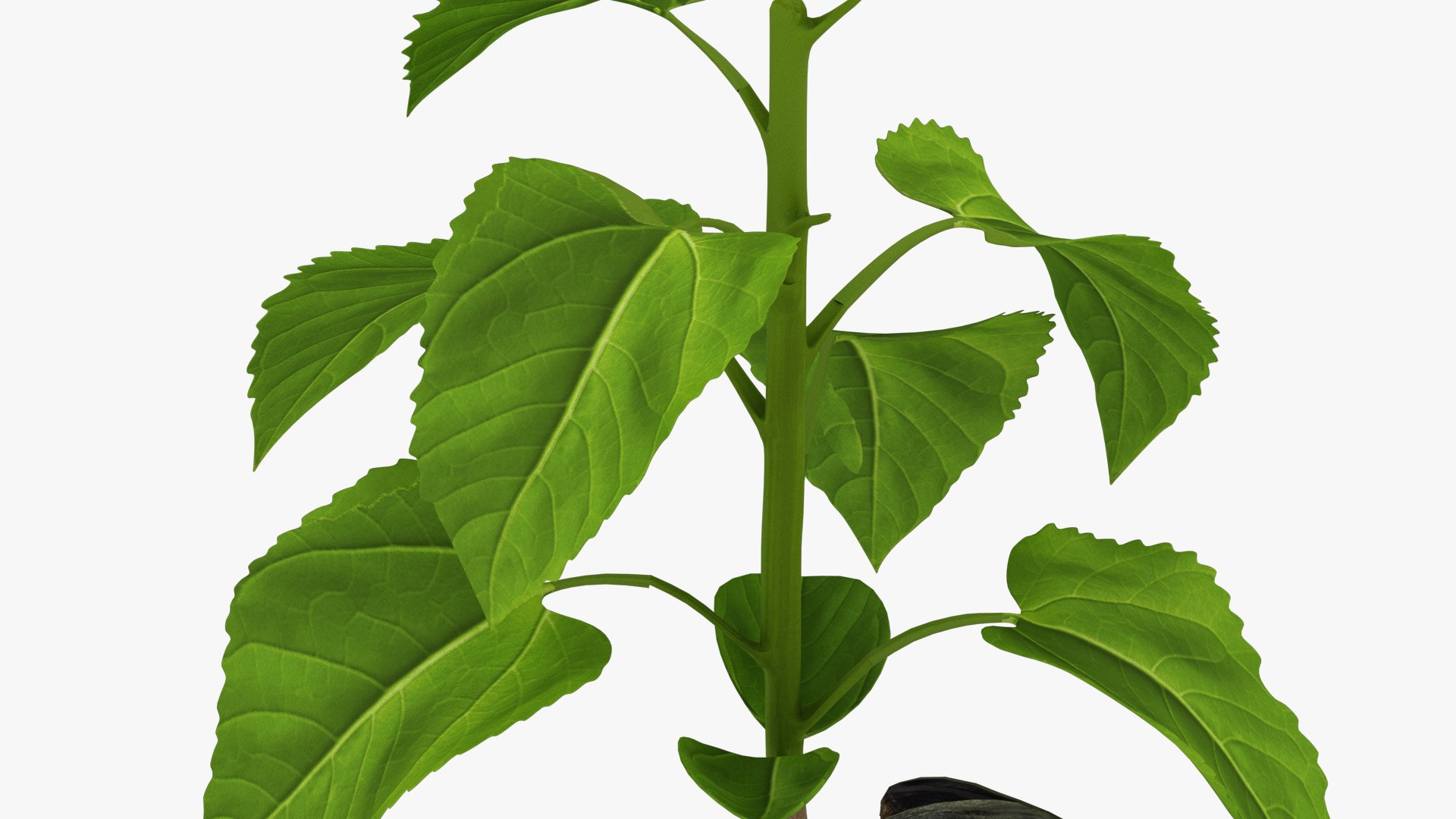 3D Plant Grow Rigged And Animated - TurboSquid 2387543