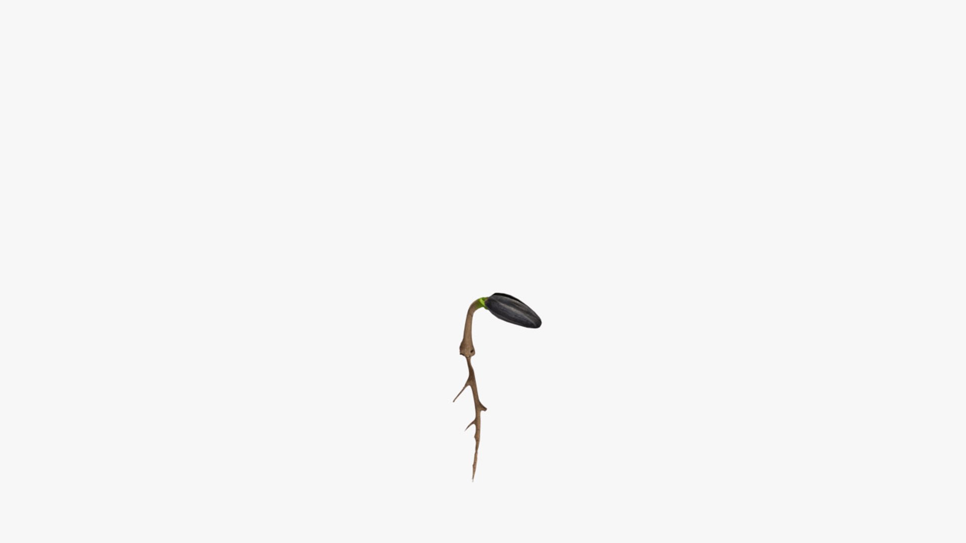 3D Plant Grow Rigged And Animated - TurboSquid 2387543