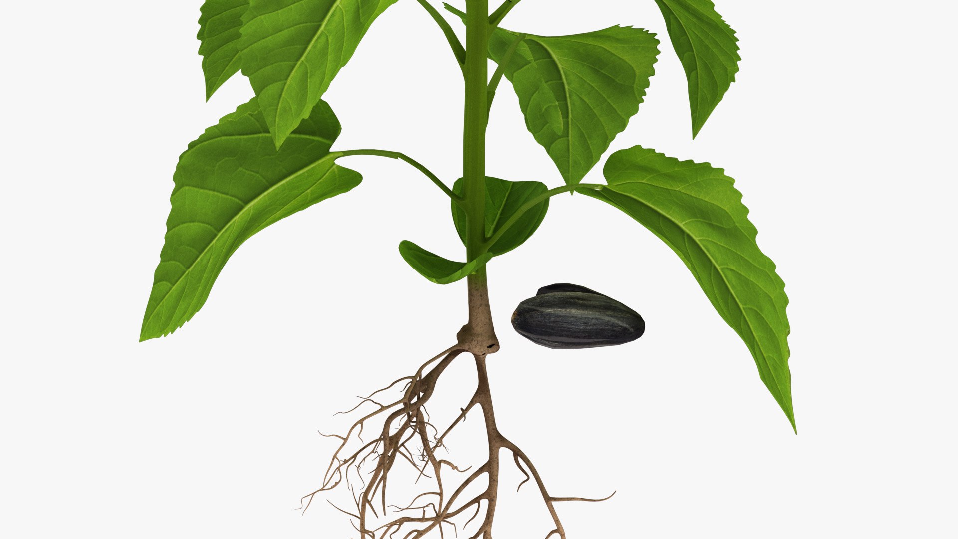 3D Plant Grow Rigged And Animated - TurboSquid 2387543