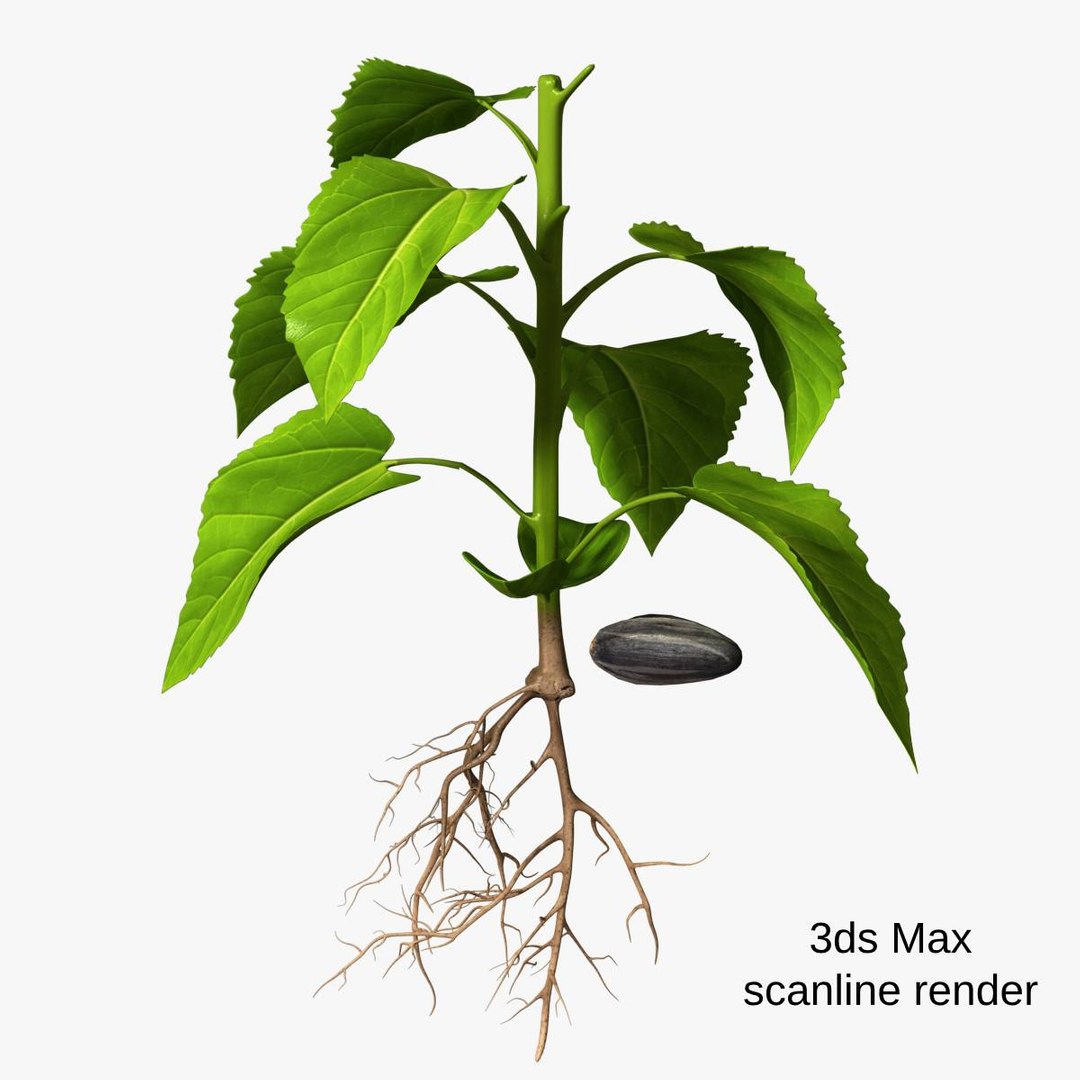 3D Plant Grow Rigged And Animated - TurboSquid 2387543