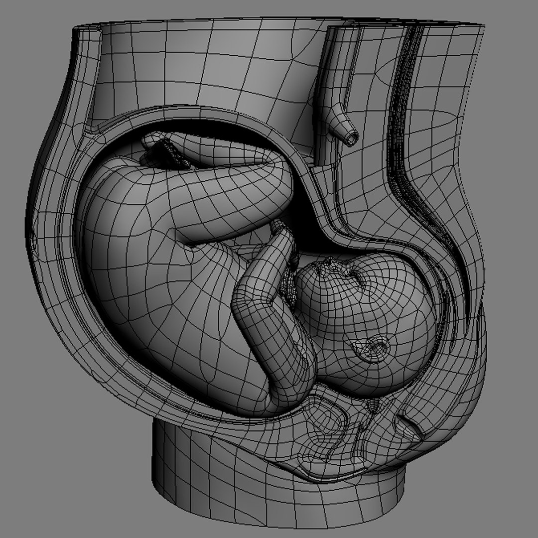 Fetus Anatomy 3d Model