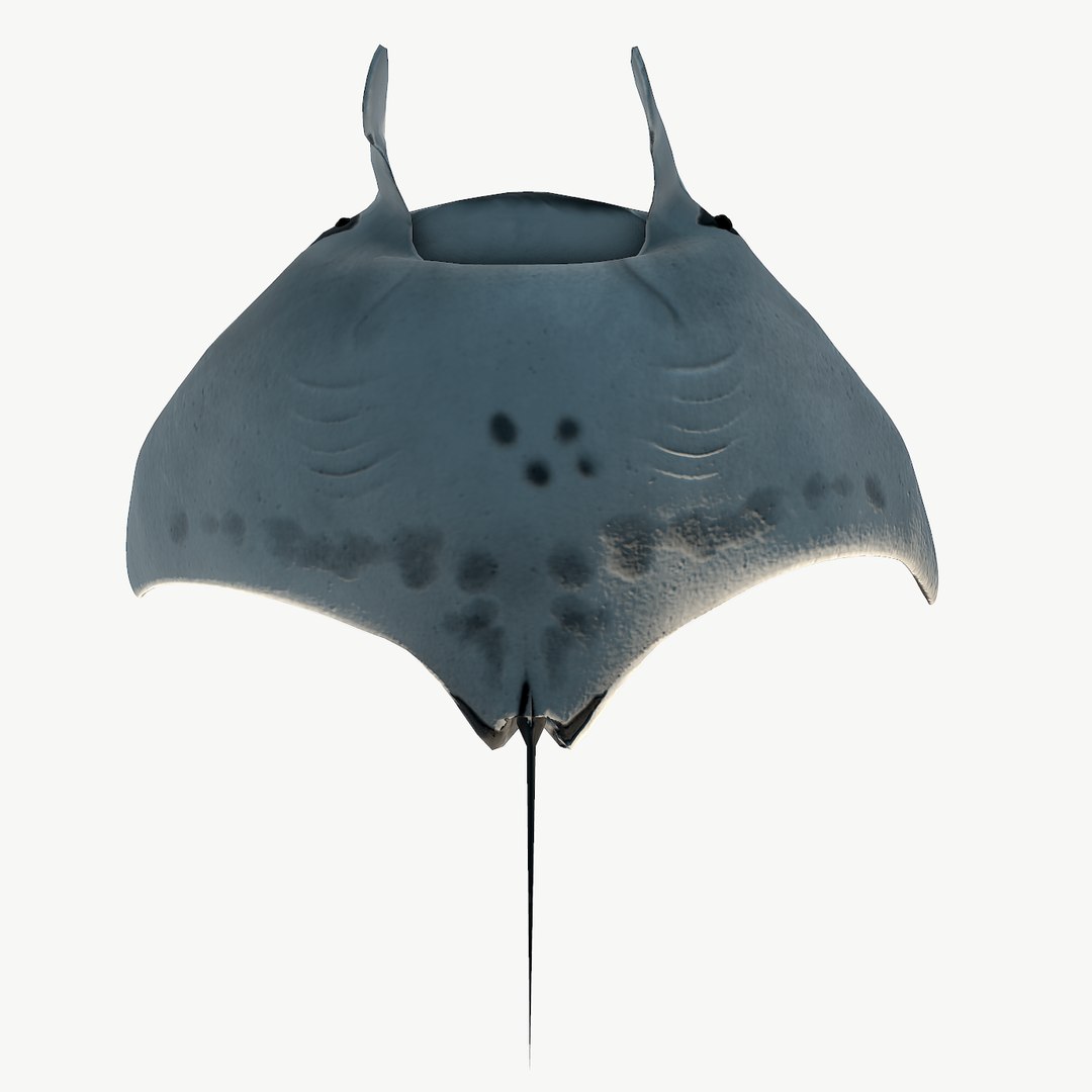 Rigged Manta 3d Model