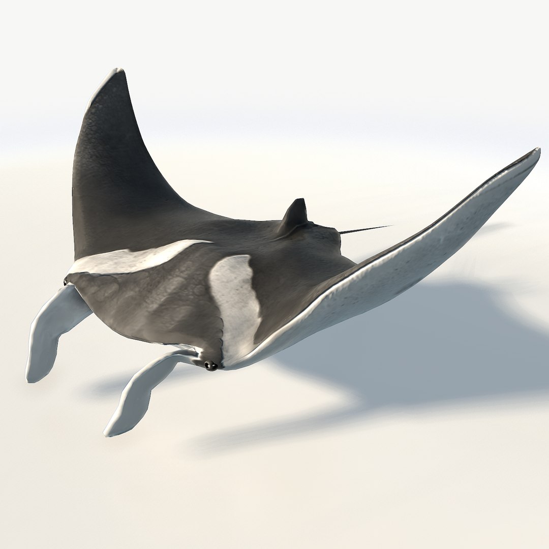 Rigged Manta 3d Model