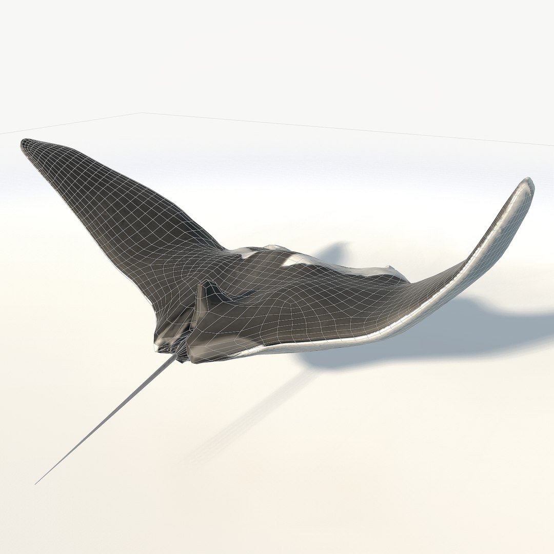 Rigged Manta 3d Model