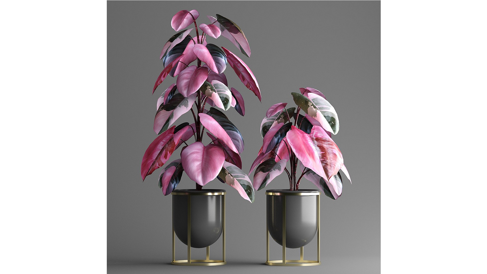 Pink Princess Plant 3D Model - TurboSquid 1916860