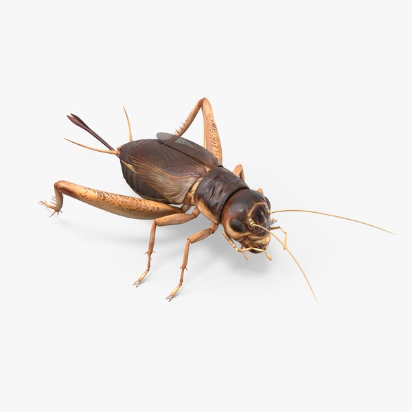 Free 3D Cricket-Stadium Models | TurboSquid