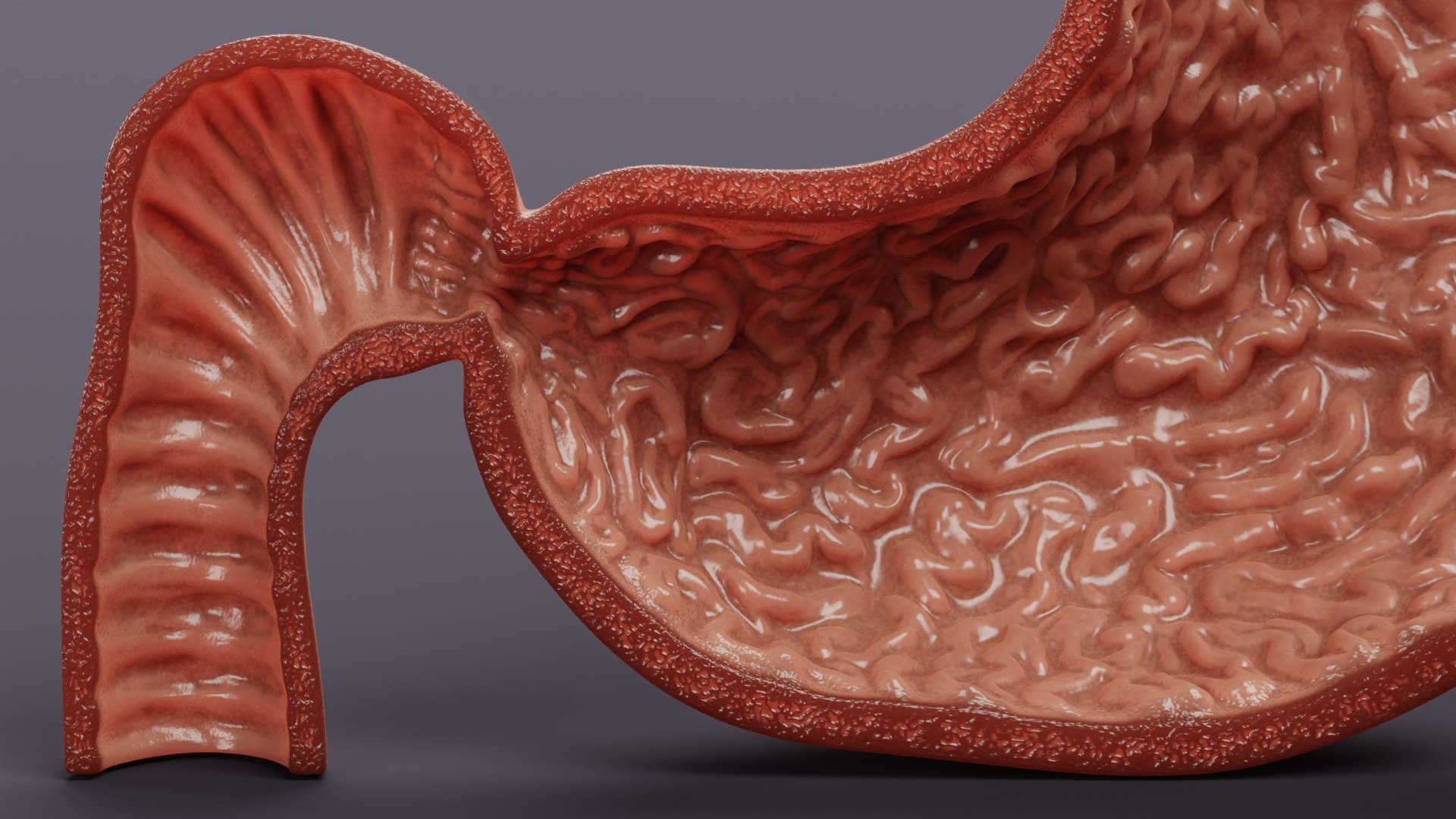 3D Stomach And Stomach Section - TurboSquid 1752672