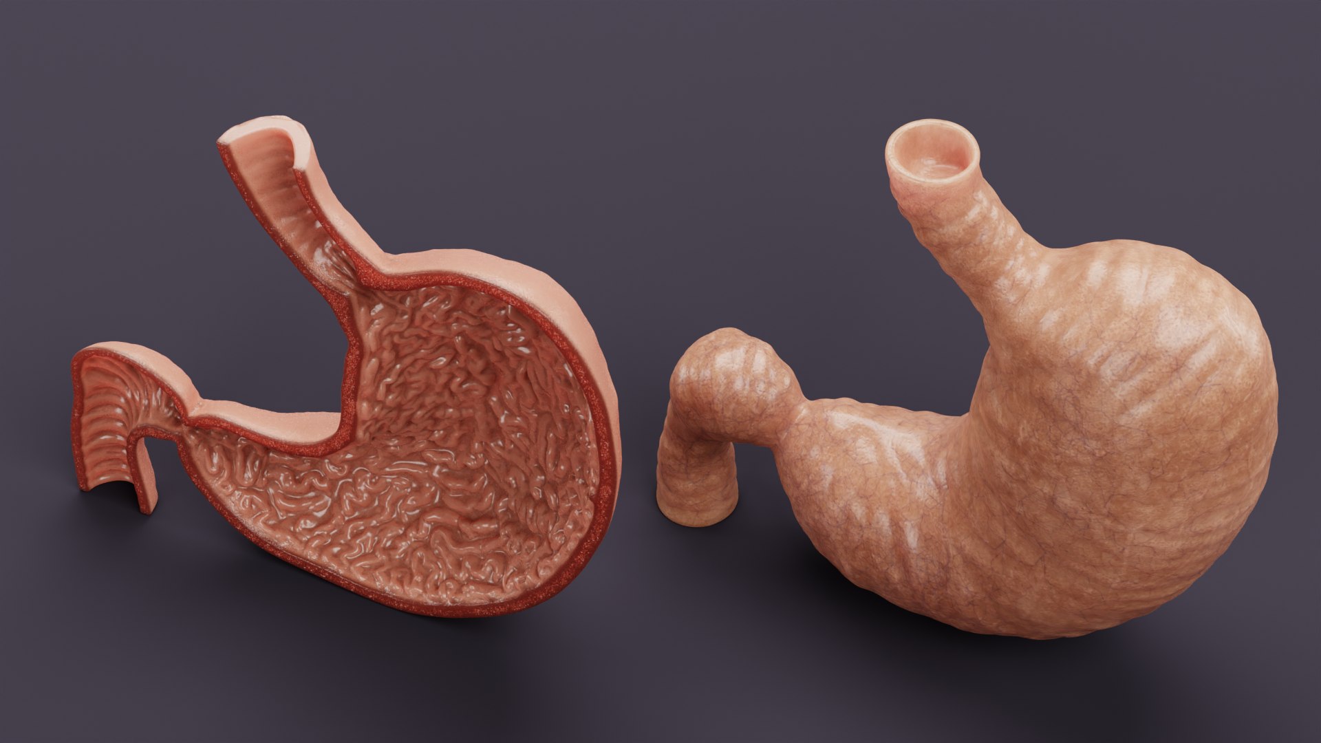 3D Stomach And Stomach Section - TurboSquid 1752672