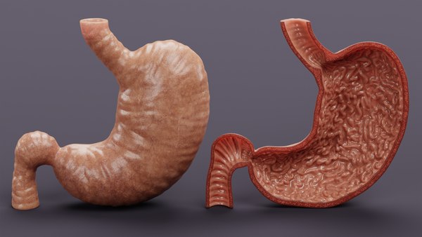 3D Stomach and Stomach Section - TurboSquid 1752672
