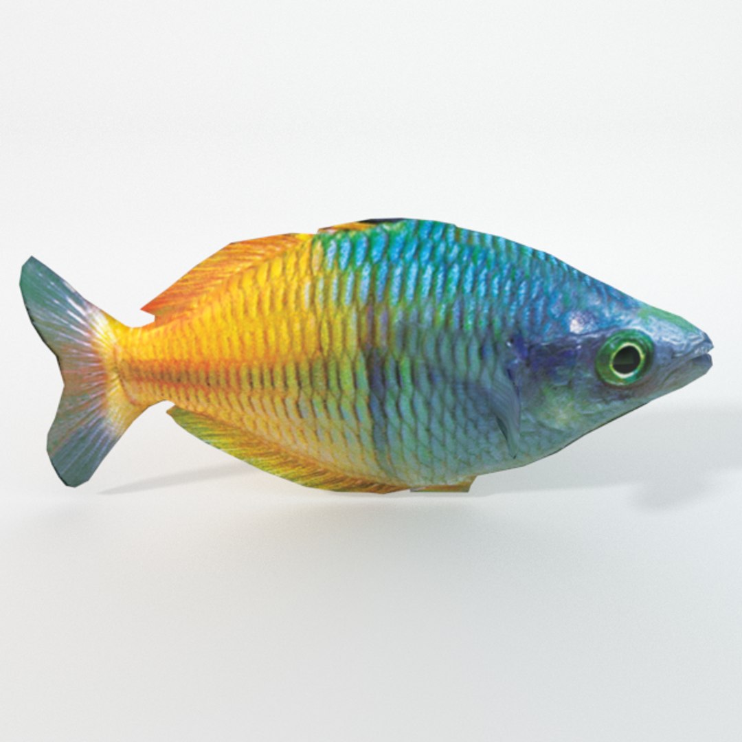 3D Rainbow Fish - TurboSquid 1318858