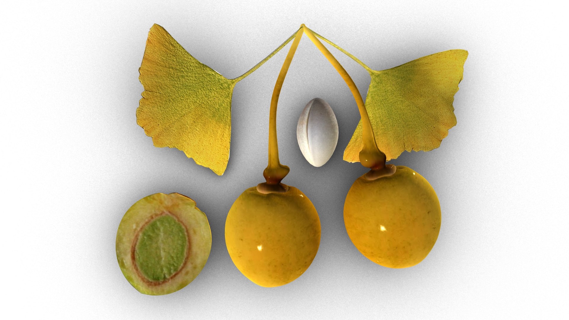 Ginkgo Fruit 3D - TurboSquid 1835595