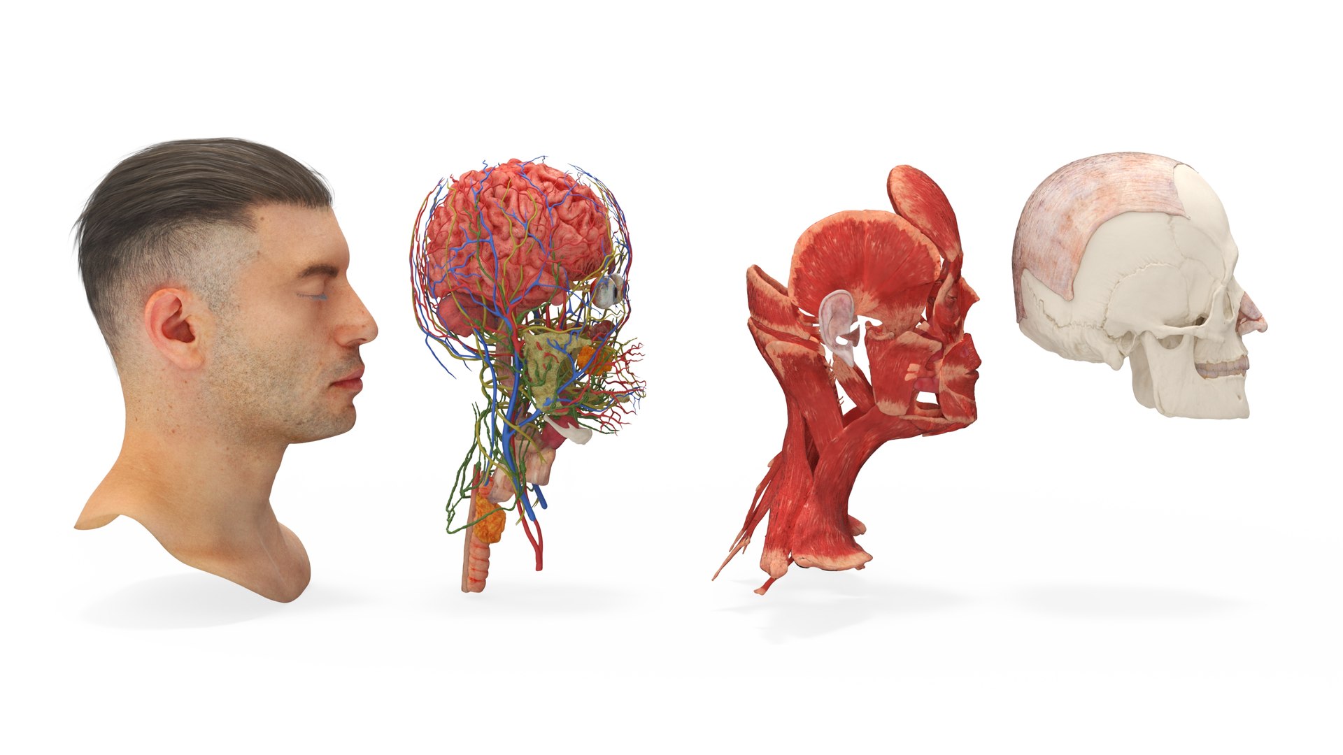 3D model Male Head Realistic Anatomy - TurboSquid 2169018