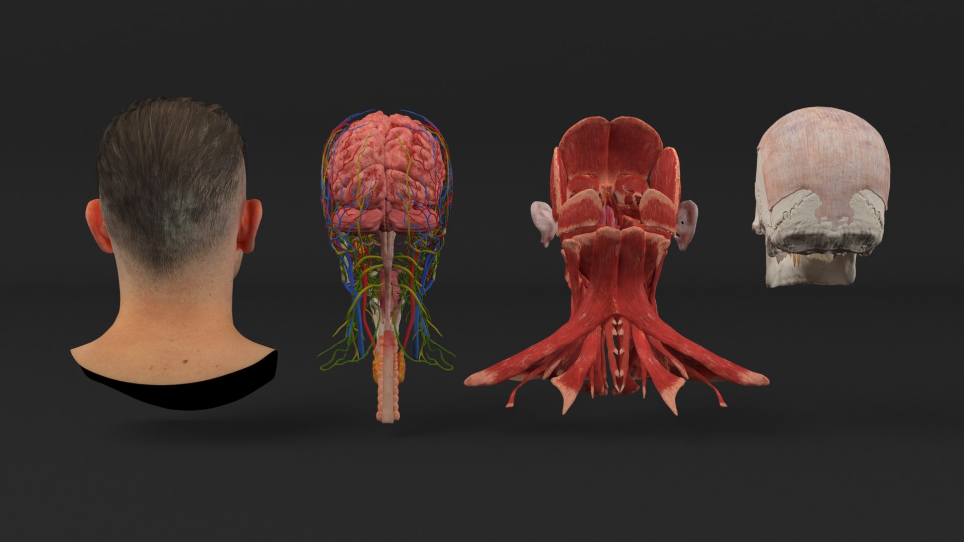 3D model Male Head Realistic Anatomy - TurboSquid 2169018