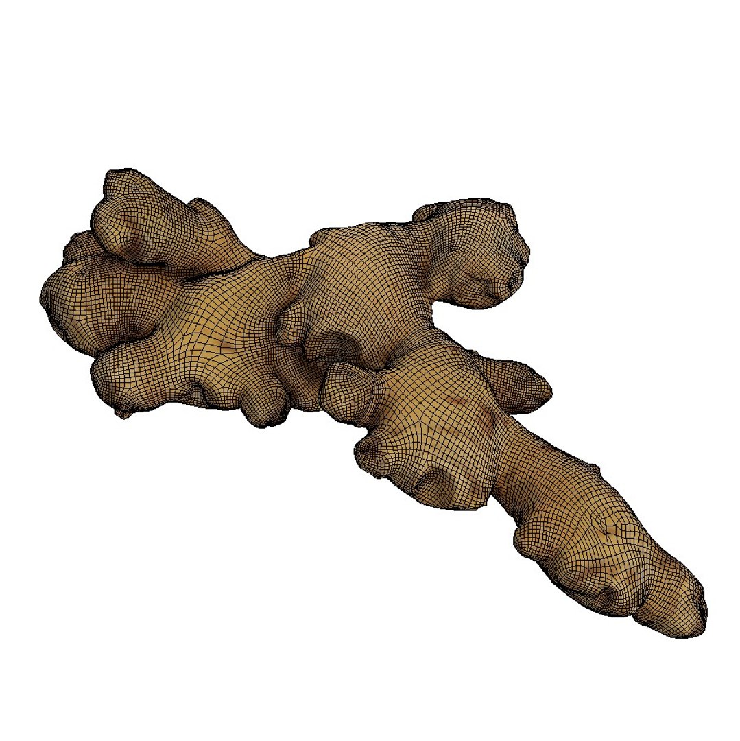 3D Ginger Root - TurboSquid 1445138