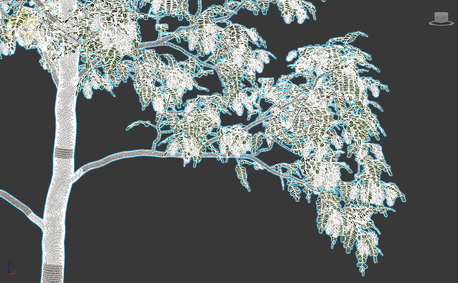 3D Model Acacia Tree - TurboSquid 1697582