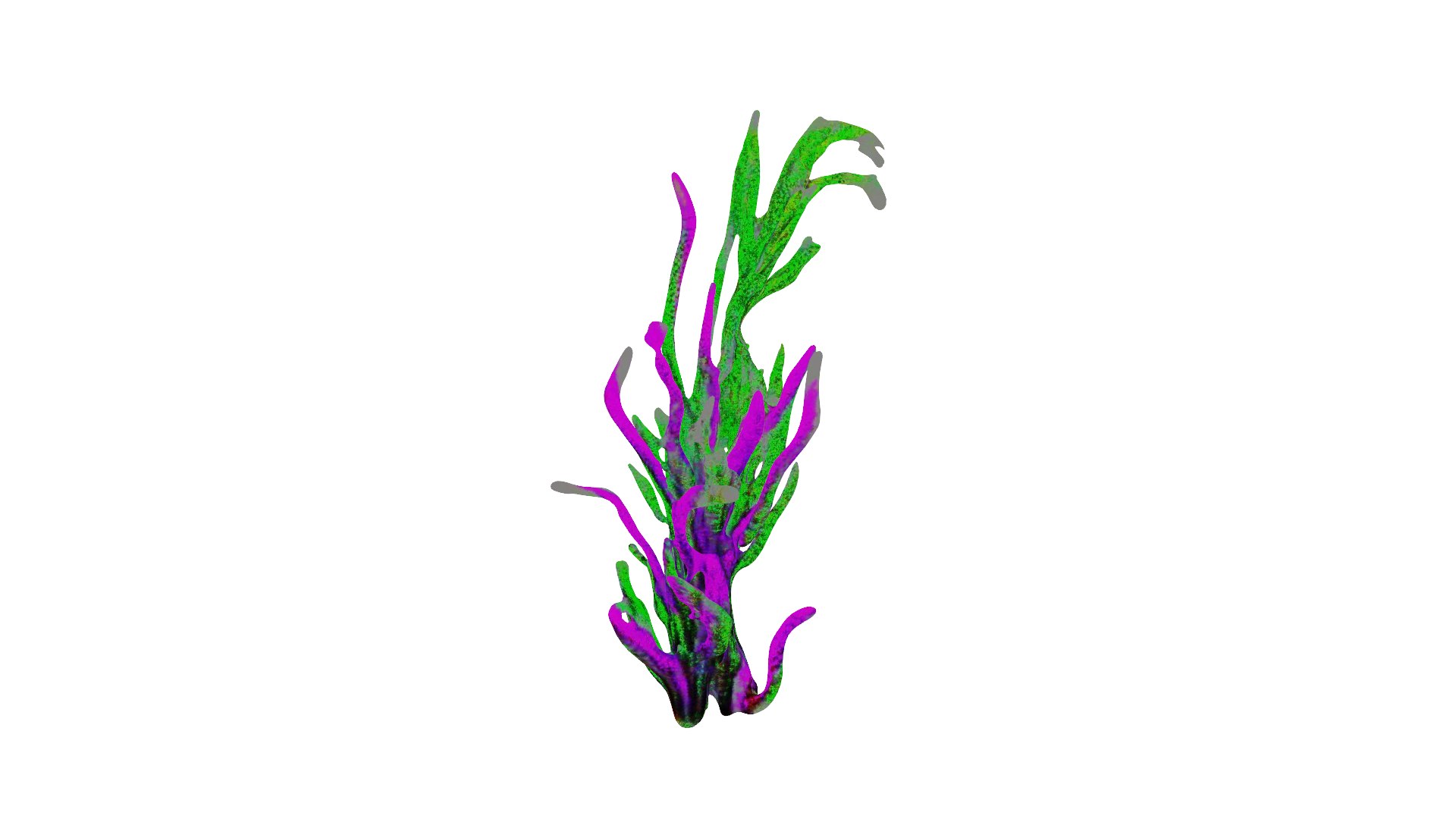 3D Seaweed Model - TurboSquid 2221422