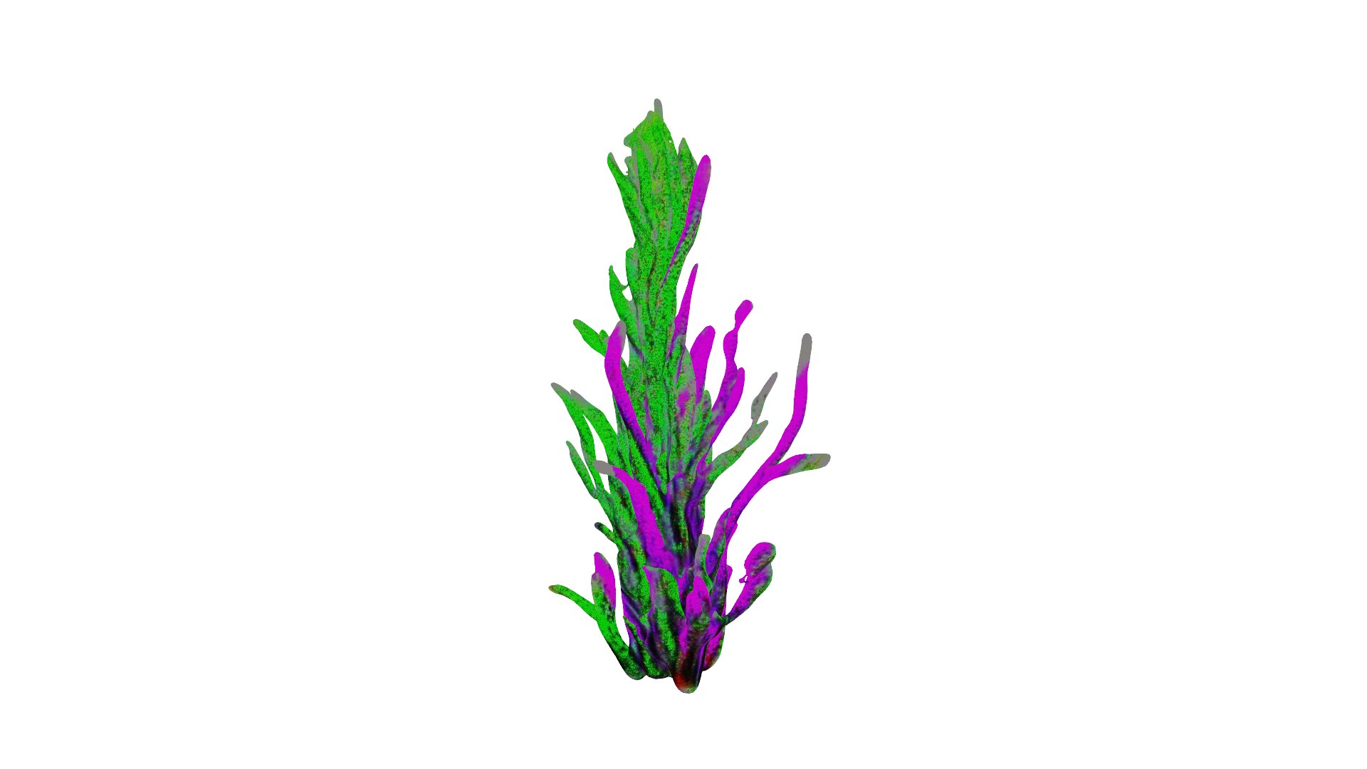 3D Seaweed Model - TurboSquid 2221422