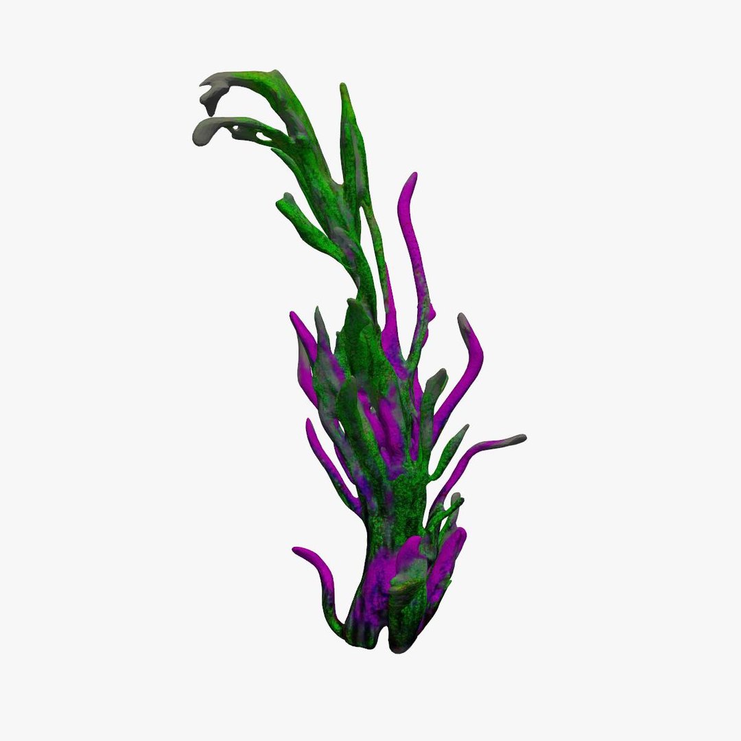 3D Seaweed Model - TurboSquid 2221422