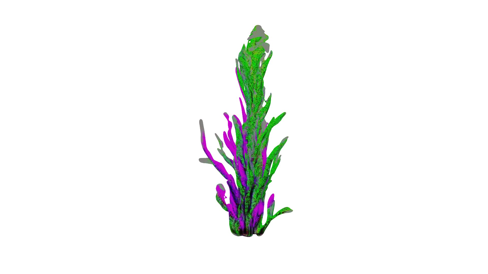 3D Seaweed Model - TurboSquid 2221422