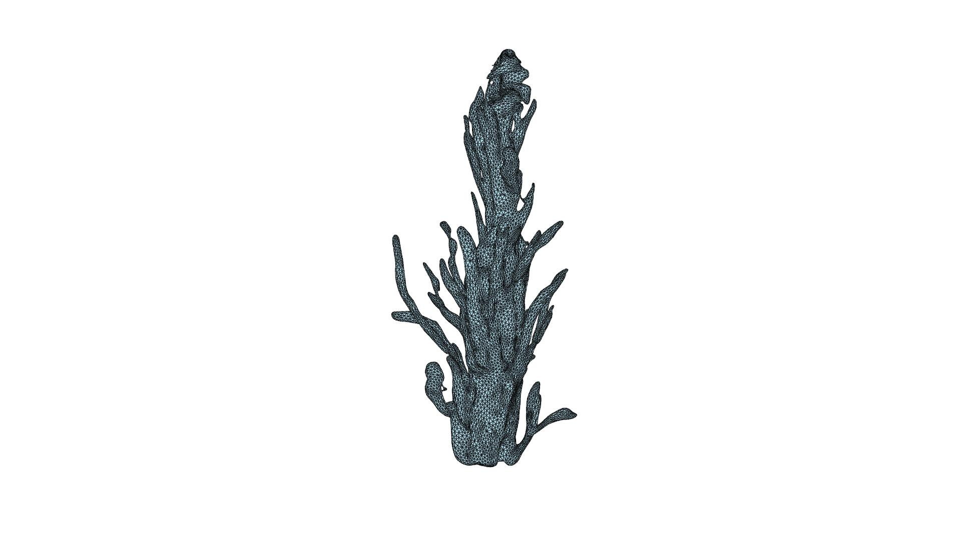 3D Seaweed Model - TurboSquid 2221422
