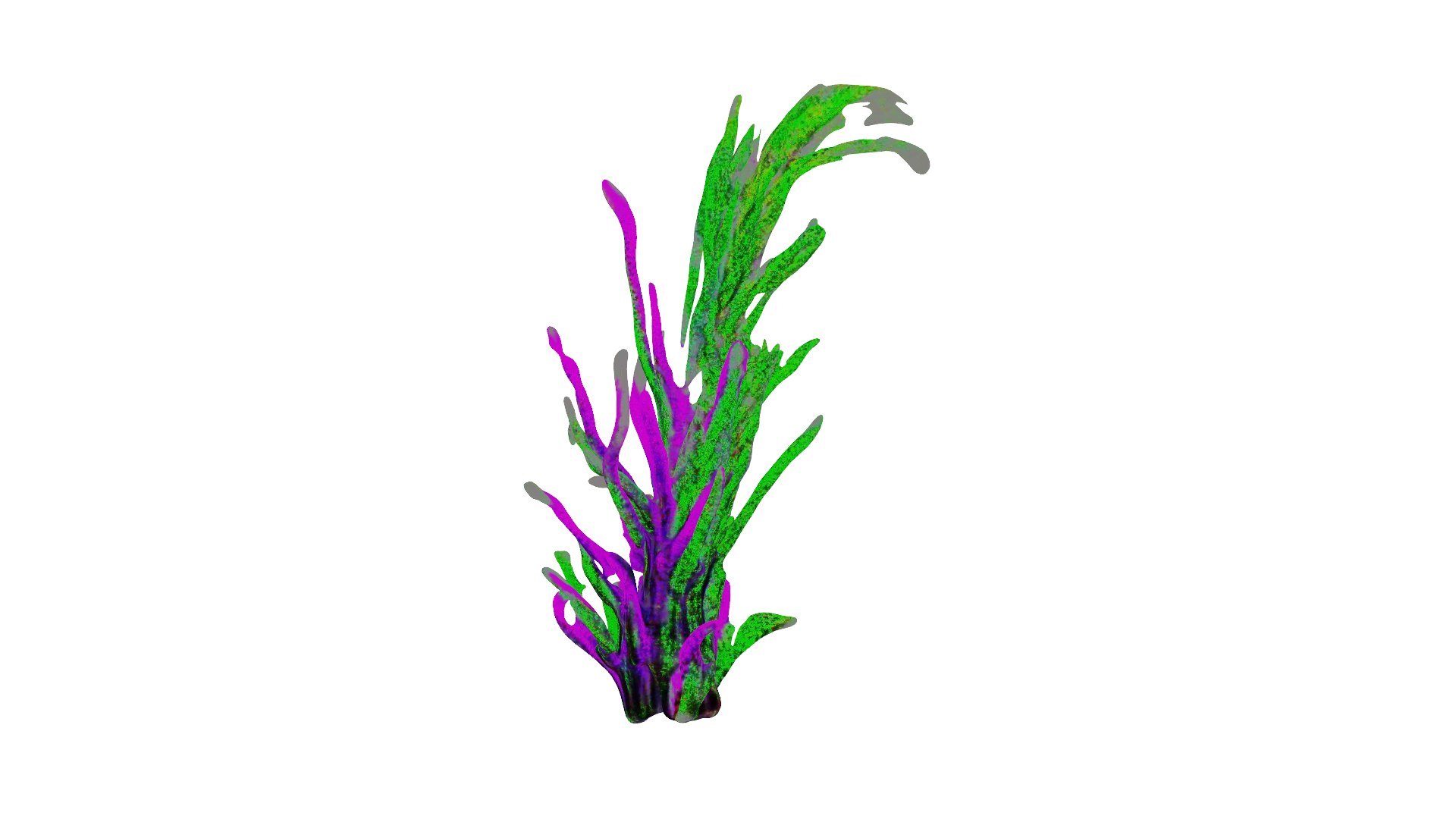 3D Seaweed Model - TurboSquid 2221422
