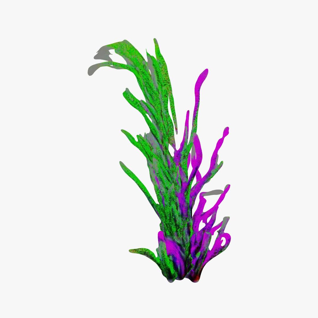 3D Seaweed Model - TurboSquid 2221422