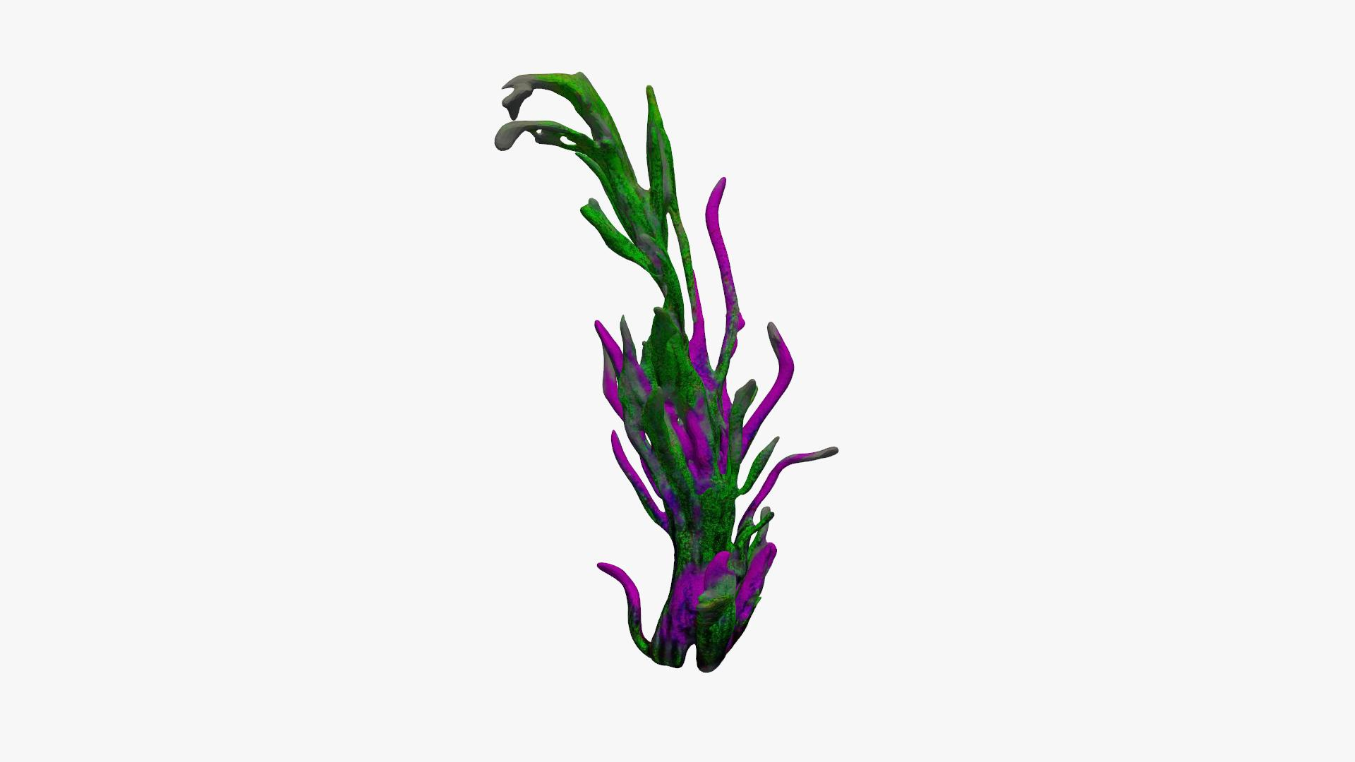 3D Seaweed Model - TurboSquid 2221422