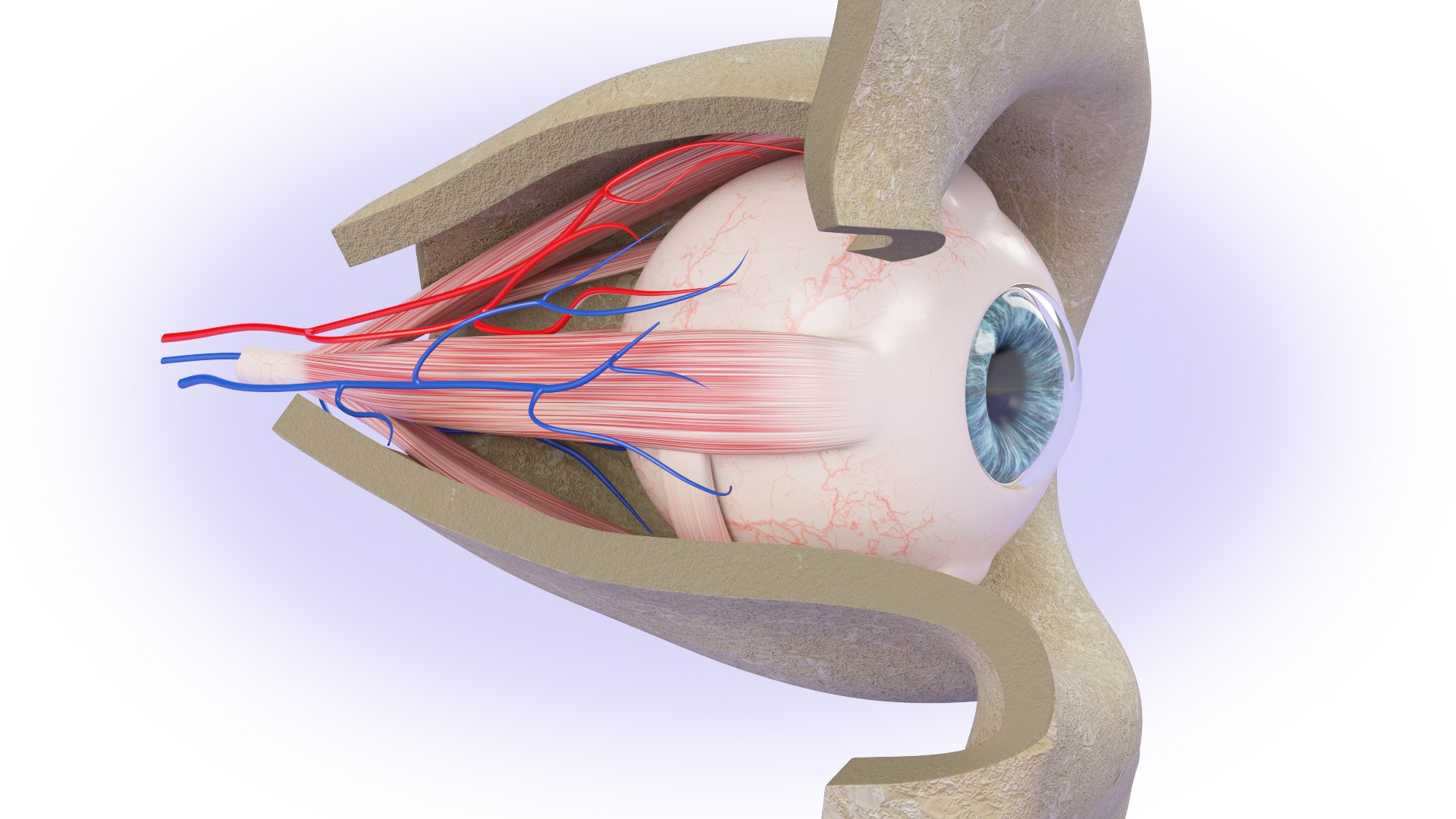 3D Eye Anatomy Model - TurboSquid 1823571