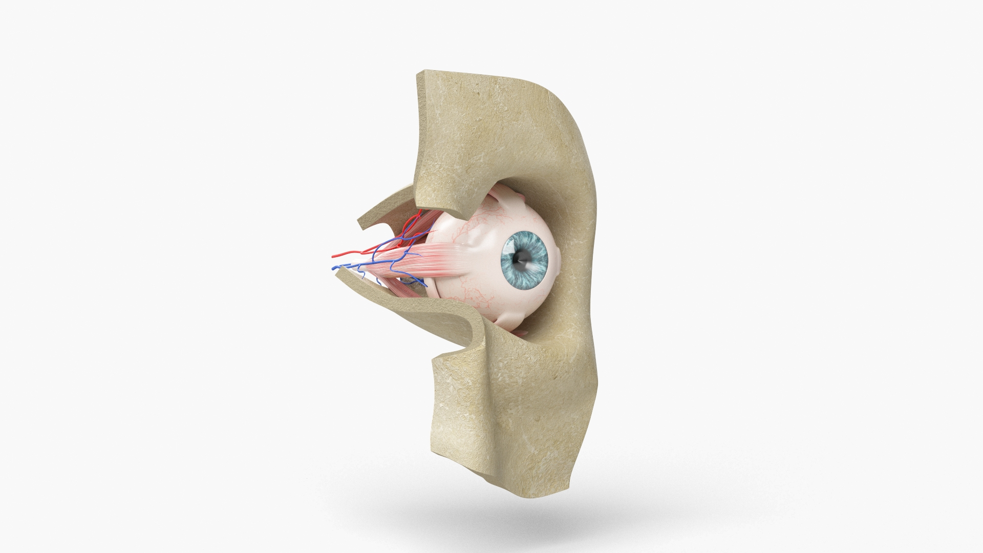 3D Eye Anatomy Model - TurboSquid 1823571