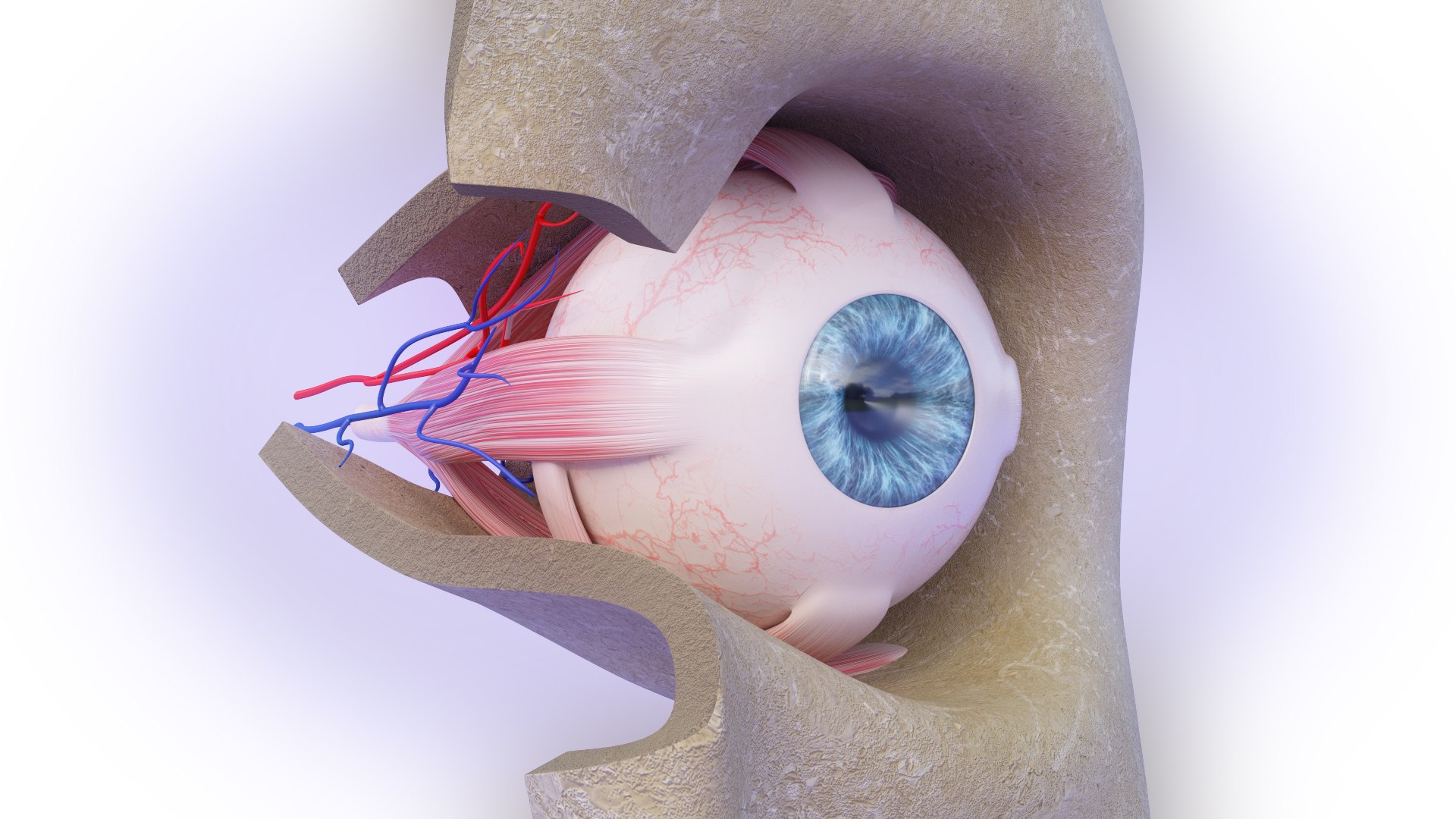 3D Eye Anatomy Model - TurboSquid 1823571