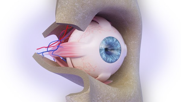 modelo 3d Anatomía del ojo - TurboSquid 1823571