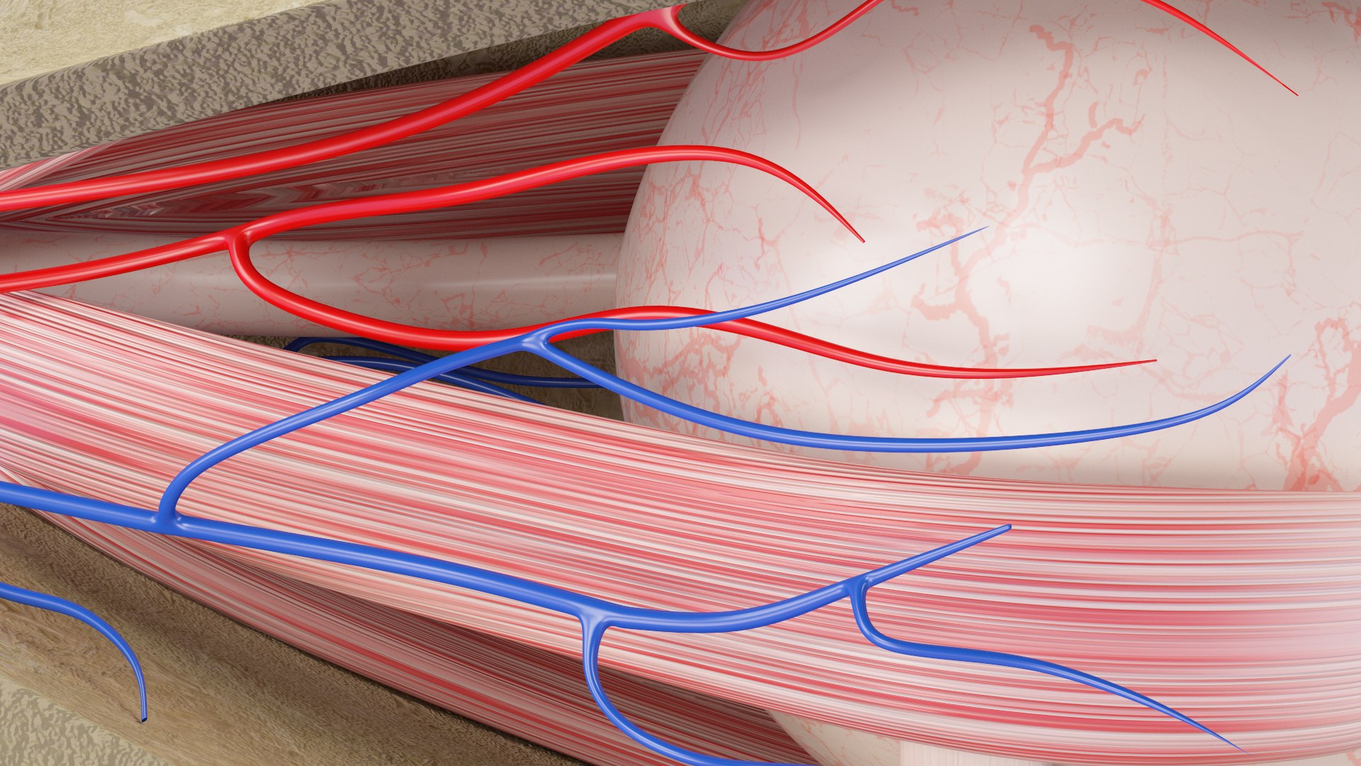 3D Eye Anatomy Model - TurboSquid 1823571