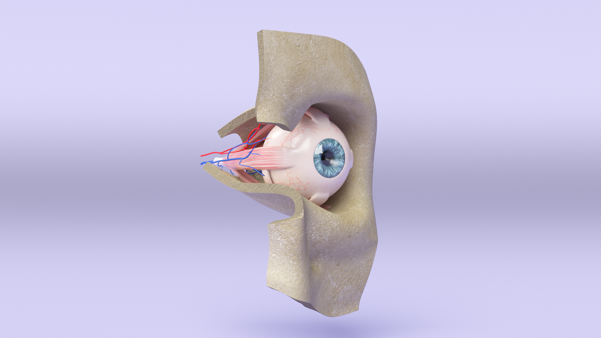modelo 3d Anatomía del ojo - TurboSquid 1823571