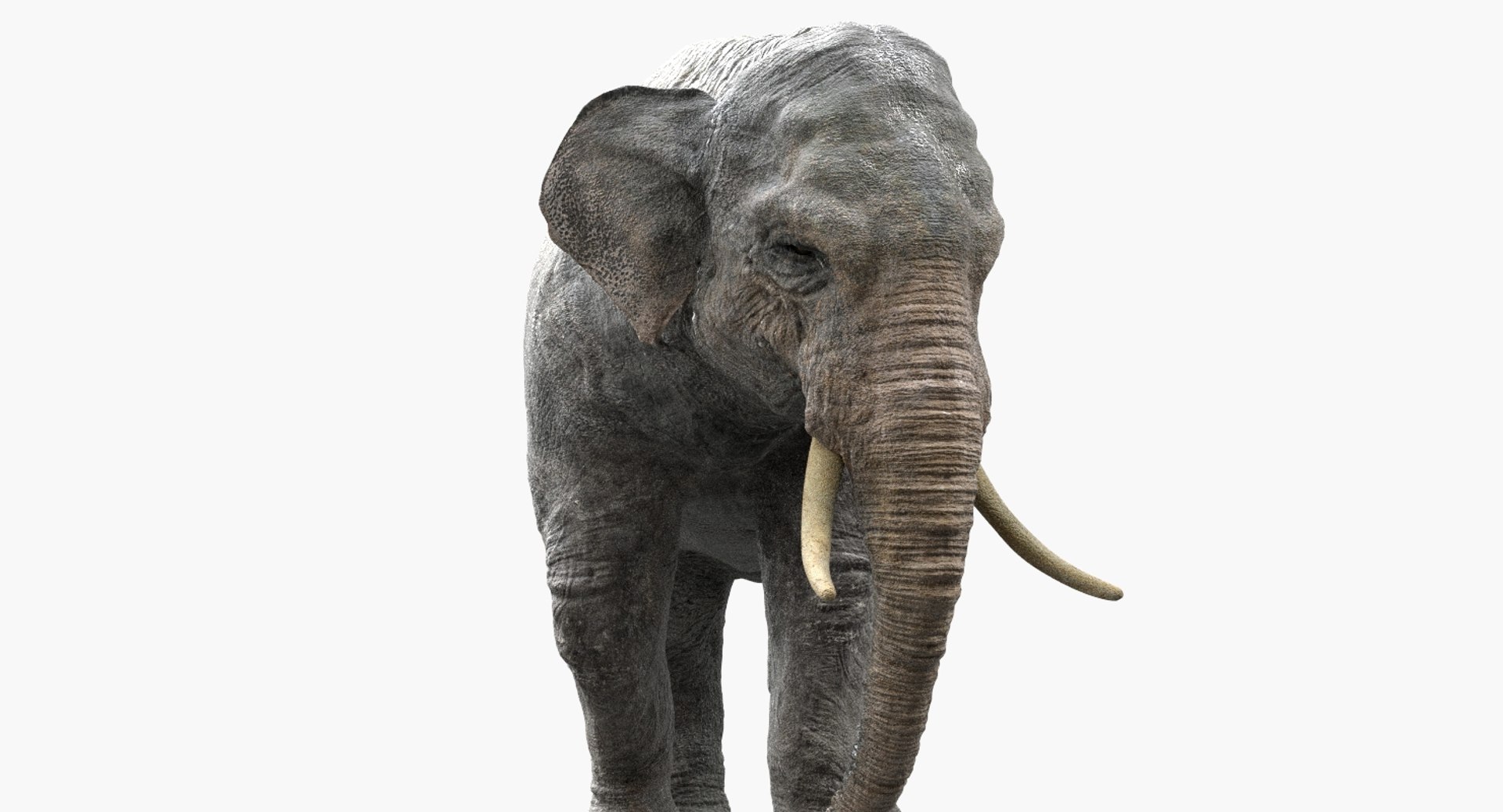 Elephant Rigged 3d Fbx